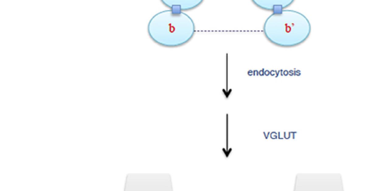 A New Spin on Neural Processing: Quantum Cognition | The Brain Imaging ...